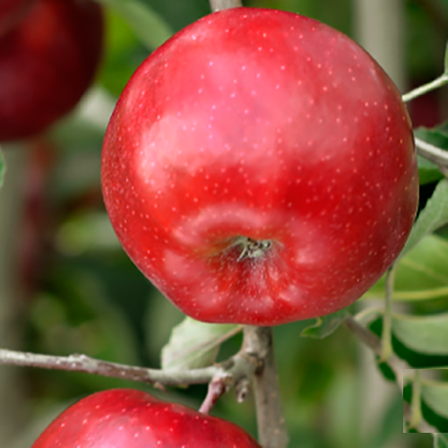 Jabuka Red Jonaprince