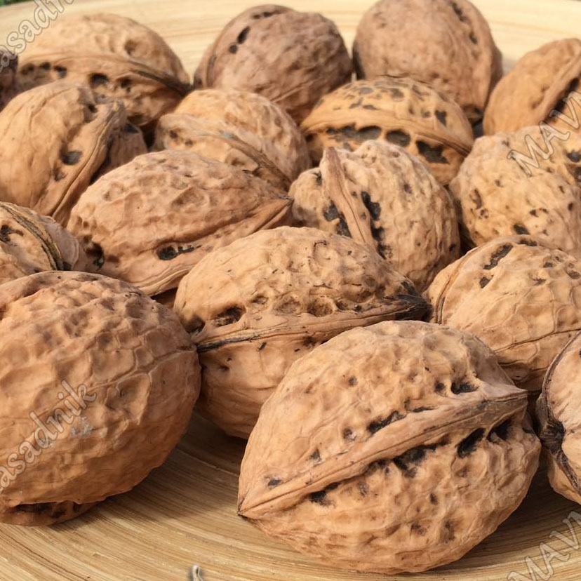 Orah Rasna | sadnica.ba | Rasadnik Agromedžik