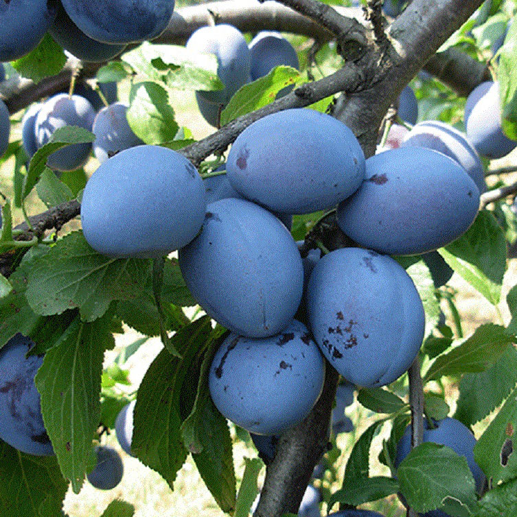 Šljiva Nada Nadac | sadnica.ba | Rasadnik Agromedžik