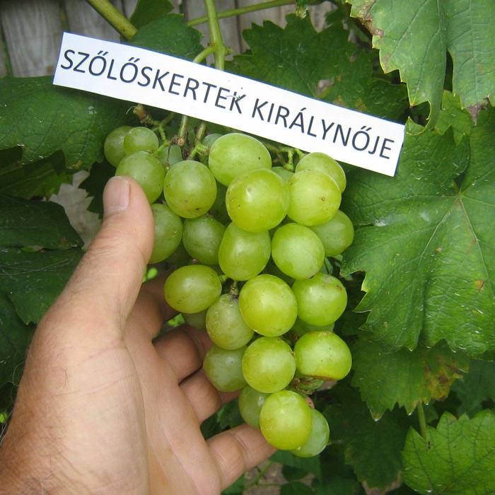 Grožđe Kraljica vinograda